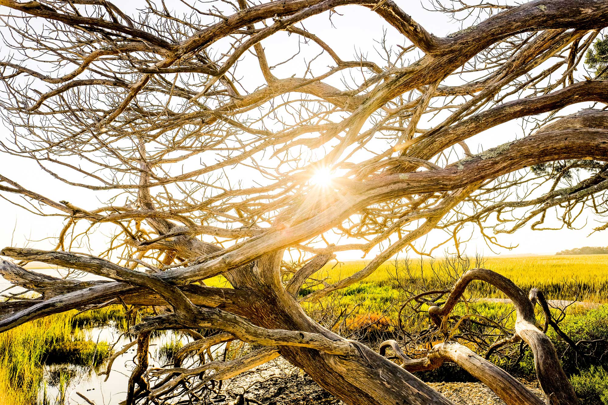 Explore Wassaw Island: A Scenic Adventure by Boat