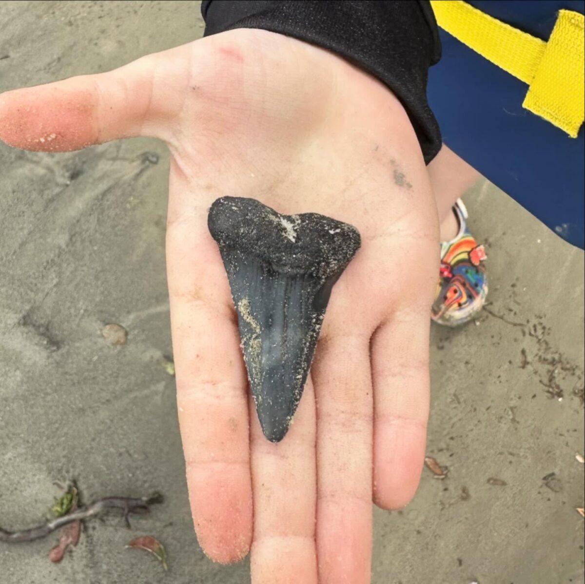 Exciting Shark Tooth Excursions • Private Fossil Hunting in Savannah