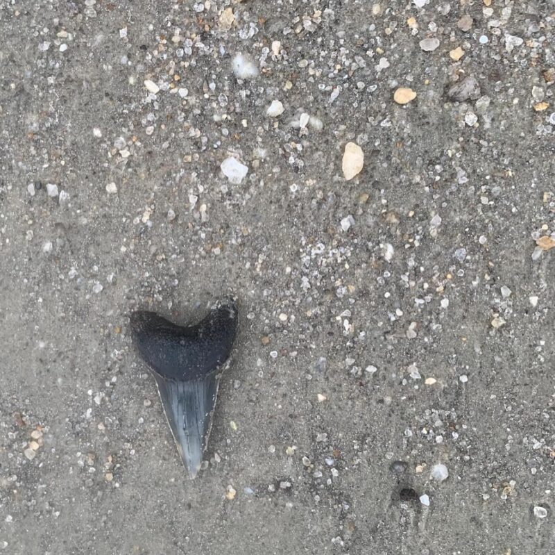 Exciting Shark Tooth Excursions • Private Fossil Hunting in Savannah