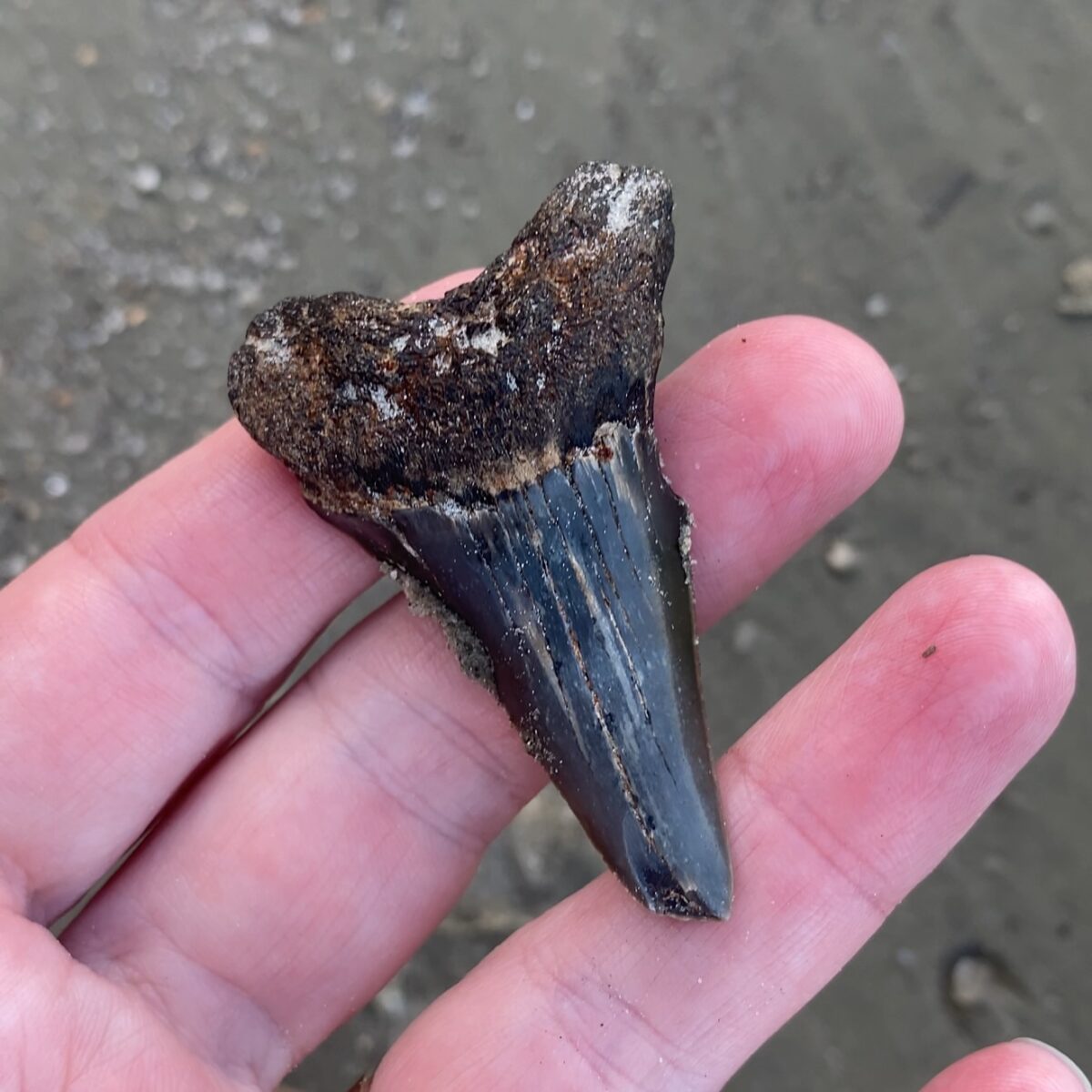 Exciting Shark Tooth Excursions • Fossil Hunting in Savannah