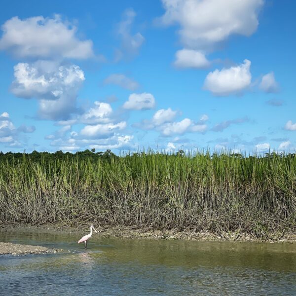 Explore Wassaw Island: A Scenic Adventure by Boat