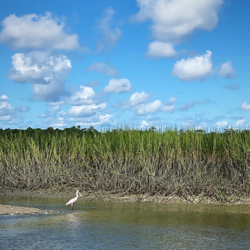 Explore Wassaw Island: A Scenic Adventure by Boat