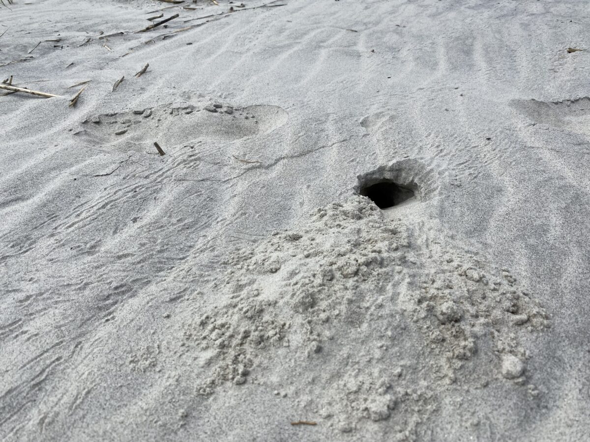 Explore Wassaw Island: A Scenic Adventure by Boat