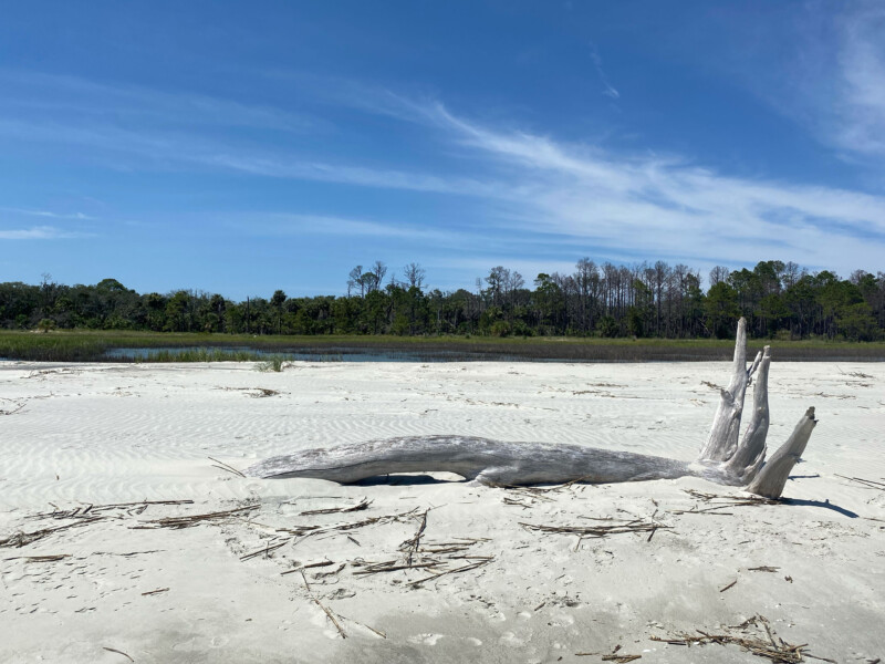 Explore Wassaw Island: A Scenic Adventure by Boat